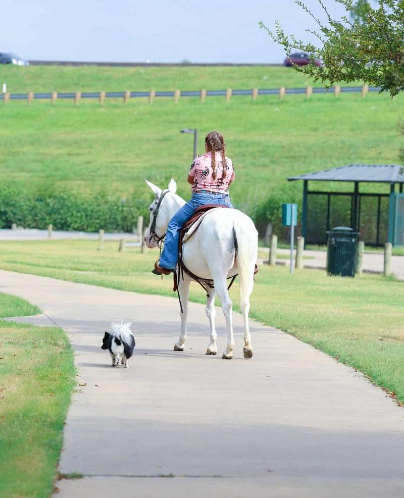 Marshmallow - the Ultimate Bombproof 15 Yr Old Paint Molly Mule!