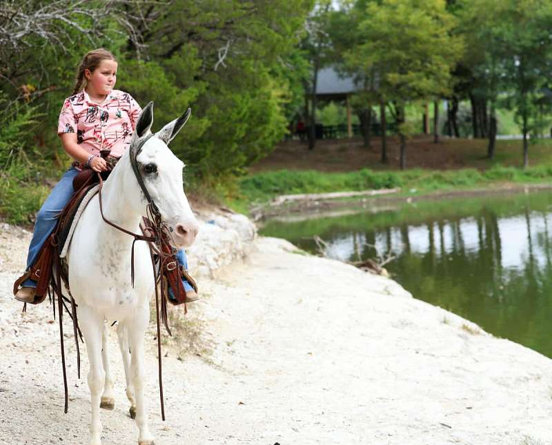 Marshmallow - the Ultimate Bombproof 15 Yr Old Paint Molly Mule!