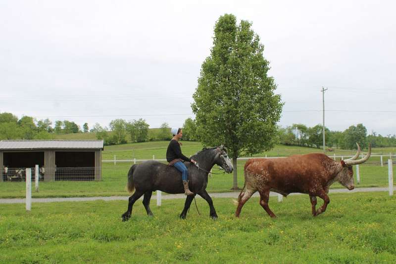 Hershey's Jackson - Very Pretty & Passionate 4 yo Grey Draft Cross Gelding!