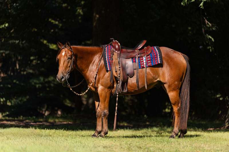 Cutter - Truly One of a Kind 5 Yr Old Bay Welsh Cross Gelding!