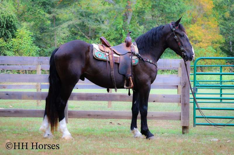 Big Unique SHIRE Quarter Horse Crossbred Gelding, Gentle and Quiet