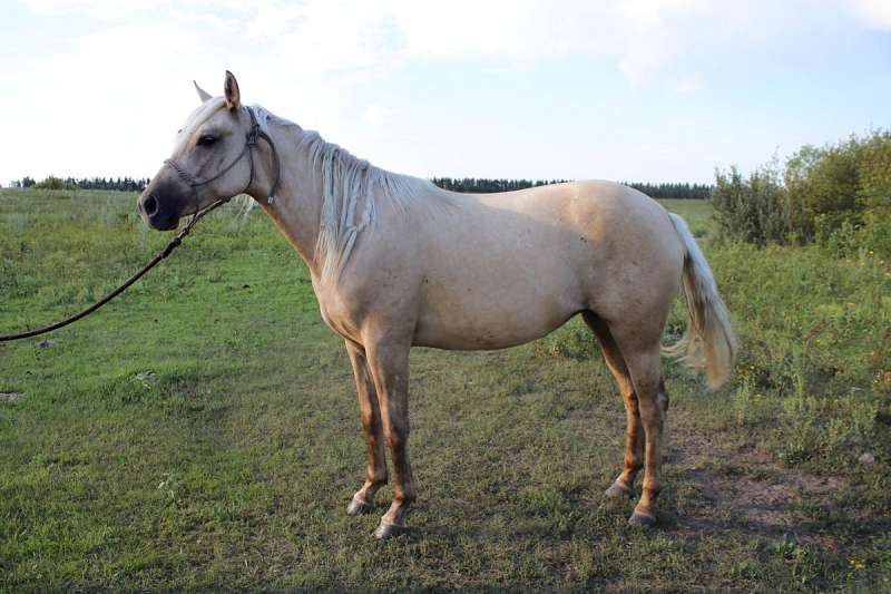 Miss Holi Sanbar, Solid, 28 Month Old, Palomino Dun Filly,