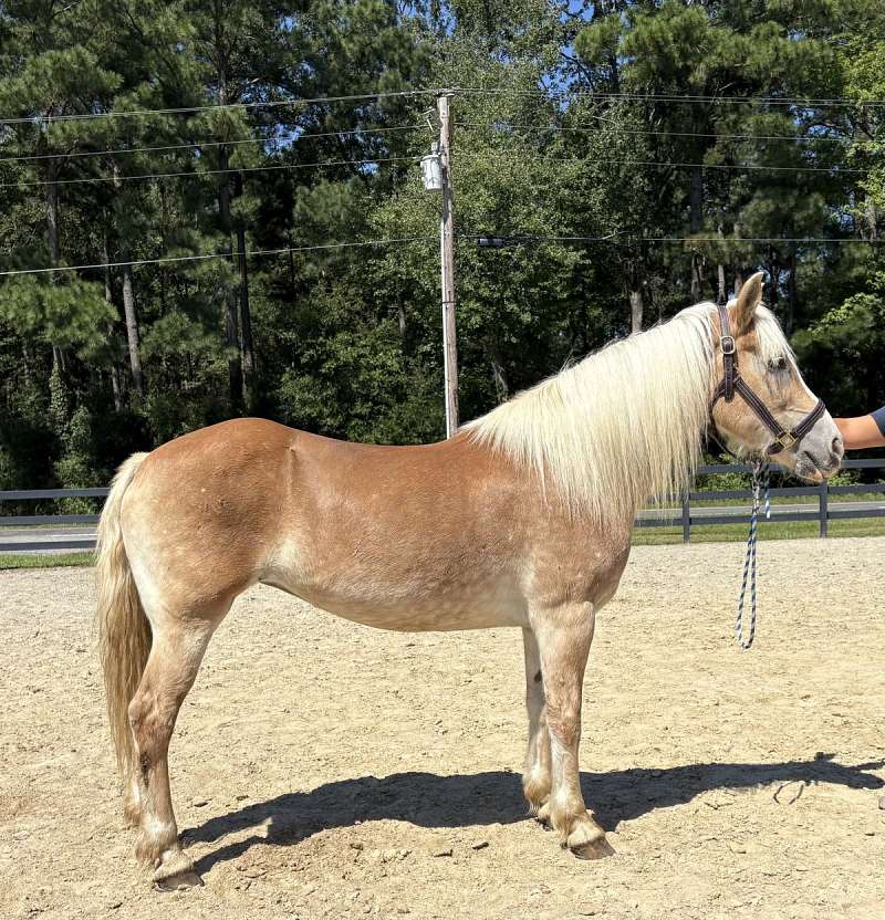 Small Haflinger Mare