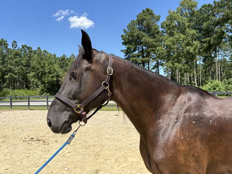 Black Percheron Cross