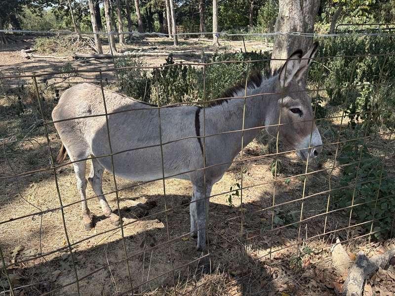 Maria: a Jenny Donkey, Maynard, Arkansas