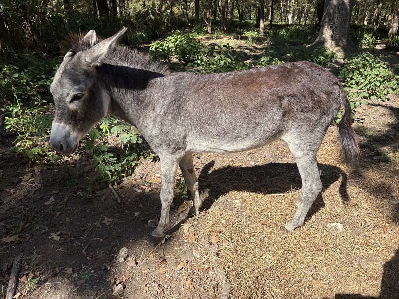 Pedro: Extra Gentle Jack Donkey, Maynard, Arkansas