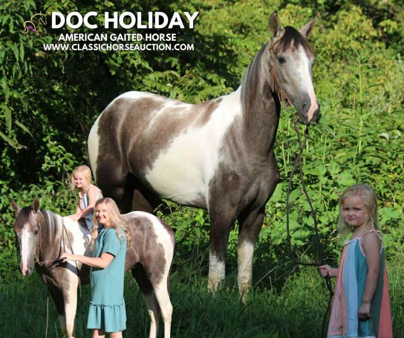 Registered Gaited Trail Horse Ready Gelding