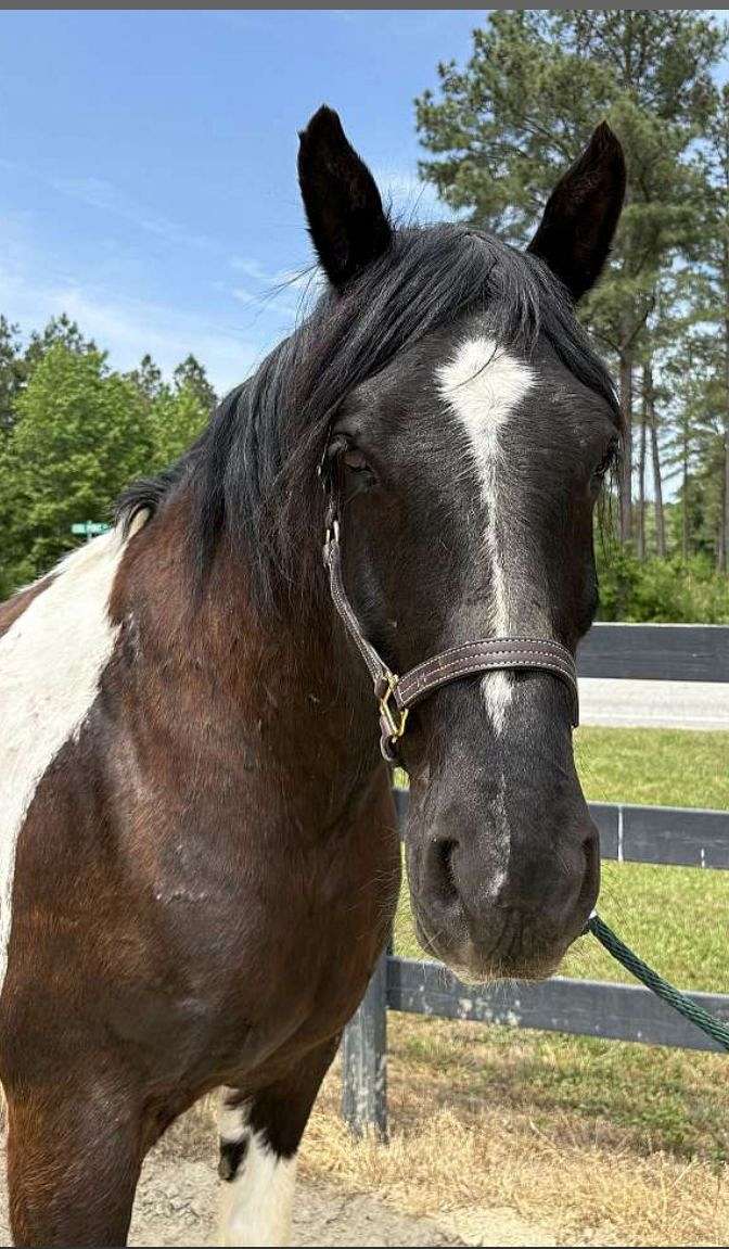 Spotted Draft Gelding