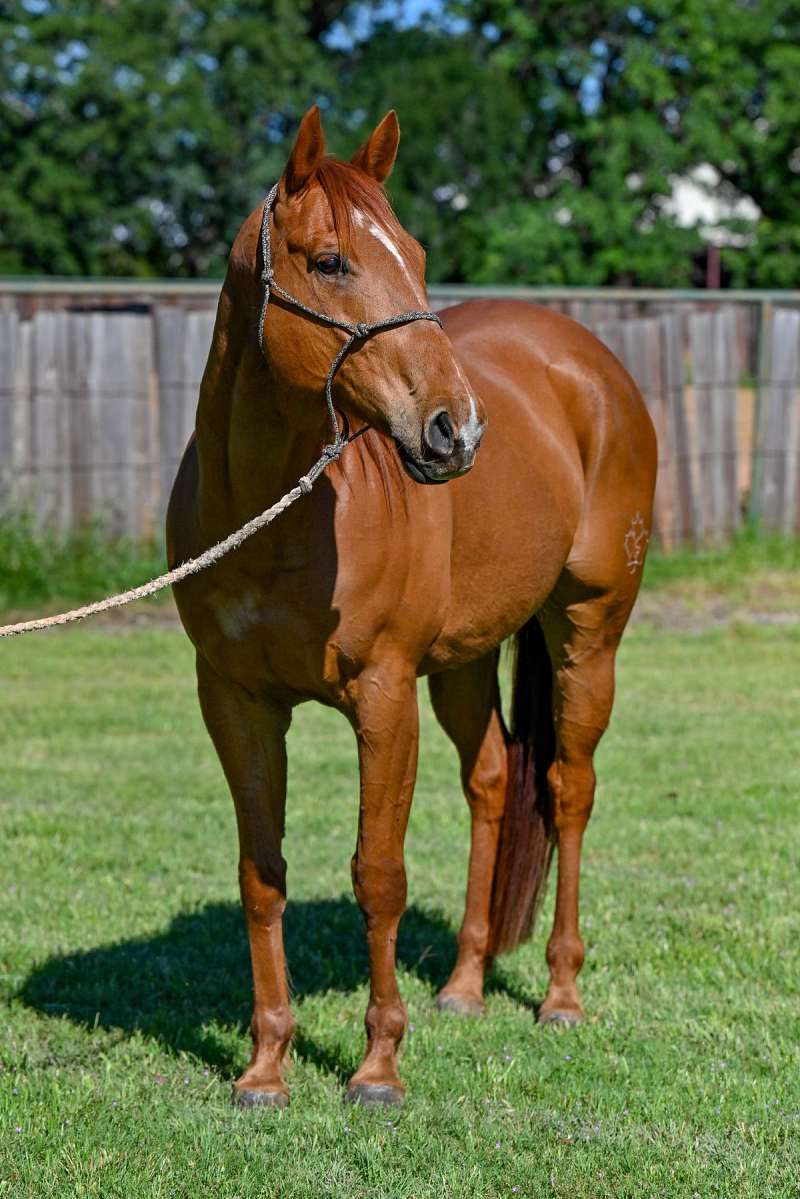 Exceptional Ranch and Barrel 10 Yr Old Sorrel AQHA Gelding!