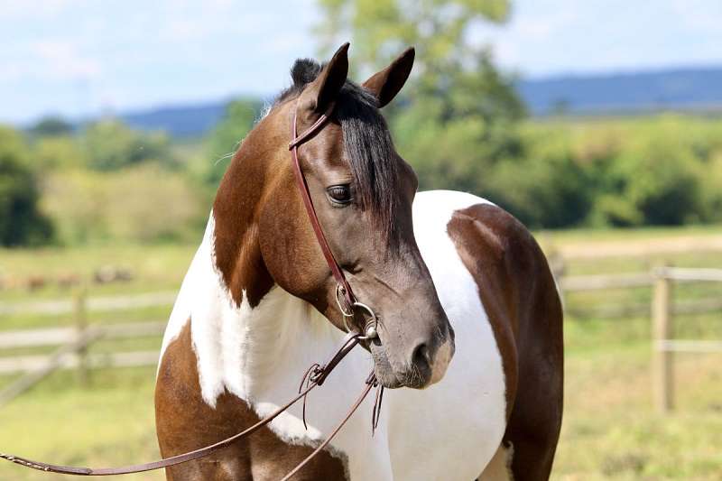 Handsome Solid Versatile 4 Yr Old Draft Paint Cross Gelding!