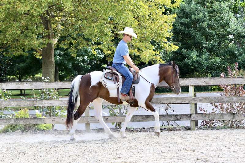 Handsome Solid Versatile 4 Yr Old Draft Paint Cross Gelding!