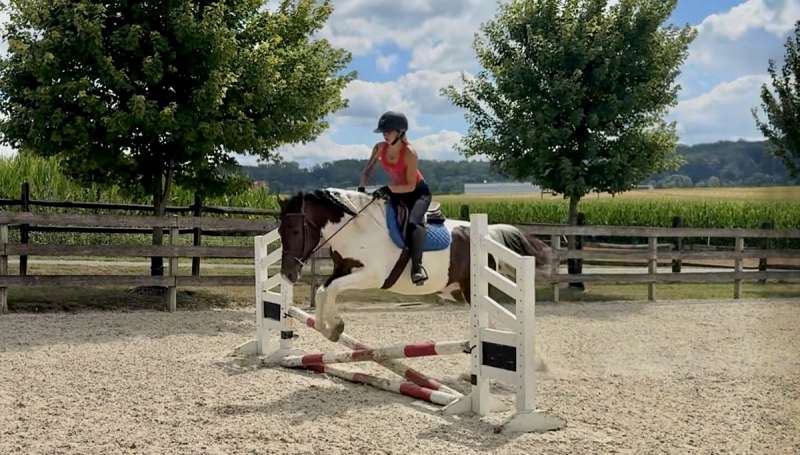 Handsome Solid Versatile 4 Yr Old Draft Paint Cross Gelding!