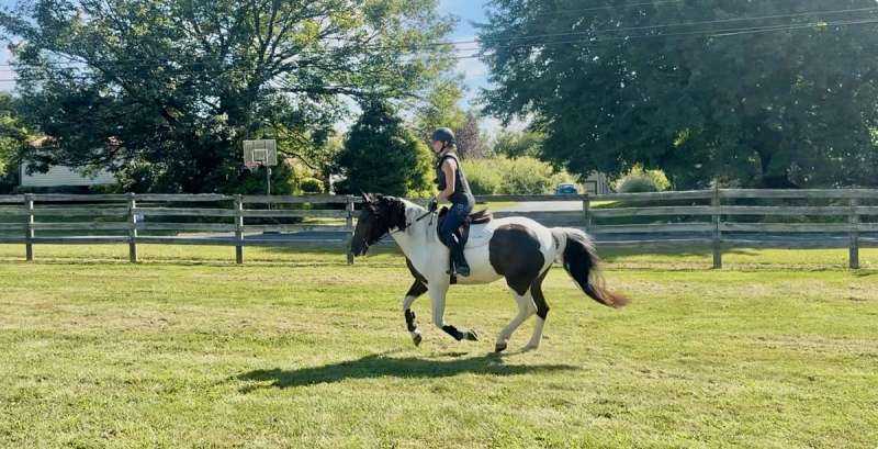 Handsome Solid Versatile 4 Yr Old Draft Paint Cross Gelding!