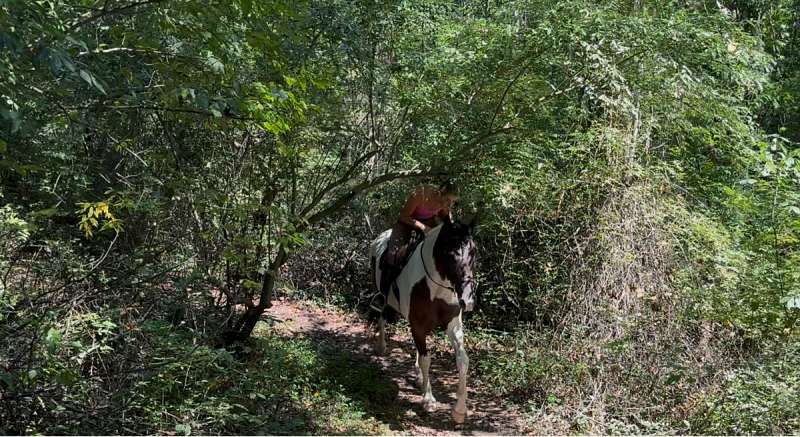 Handsome Solid Versatile 4 Yr Old Draft Paint Cross Gelding!
