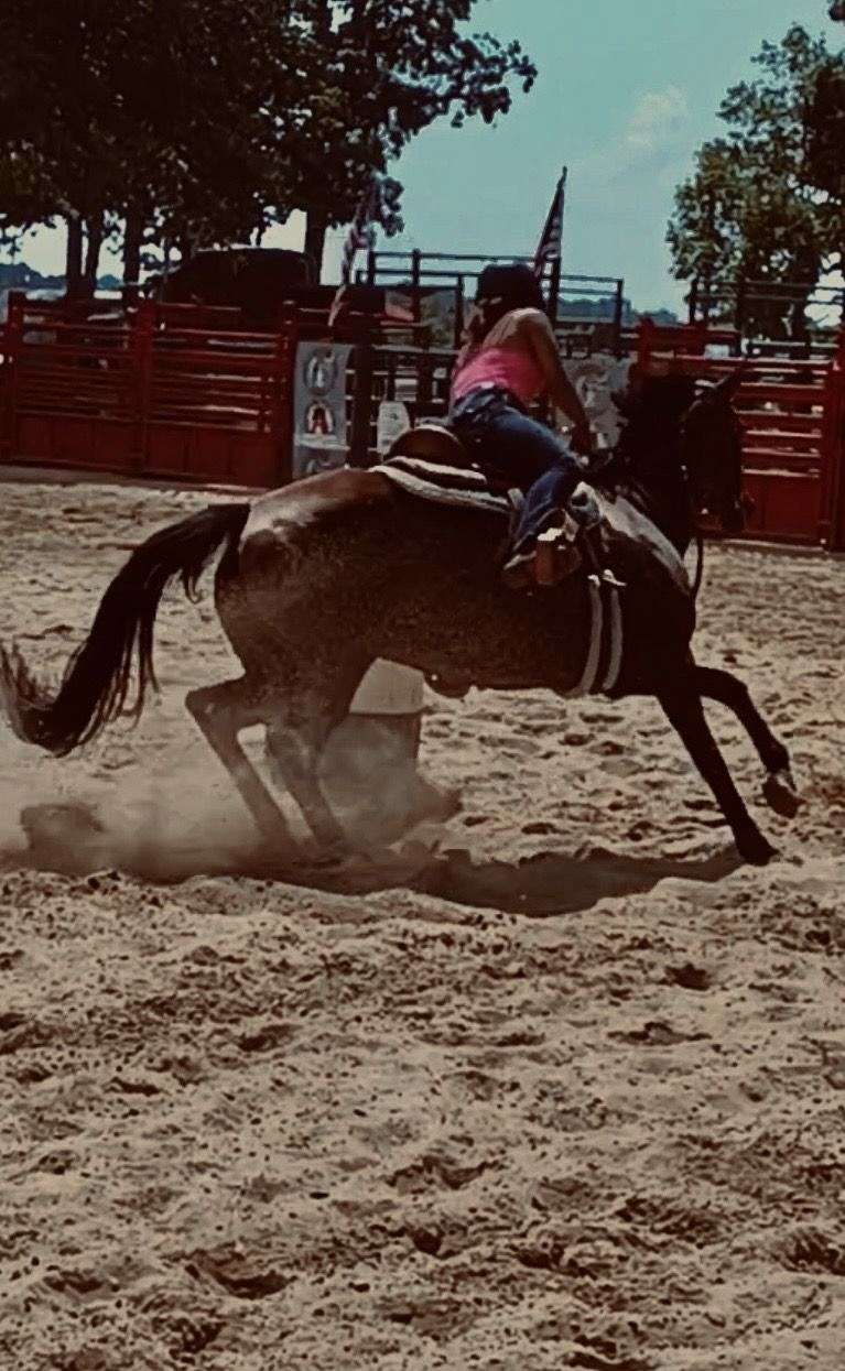 Reign- Versatile OTTB Mare