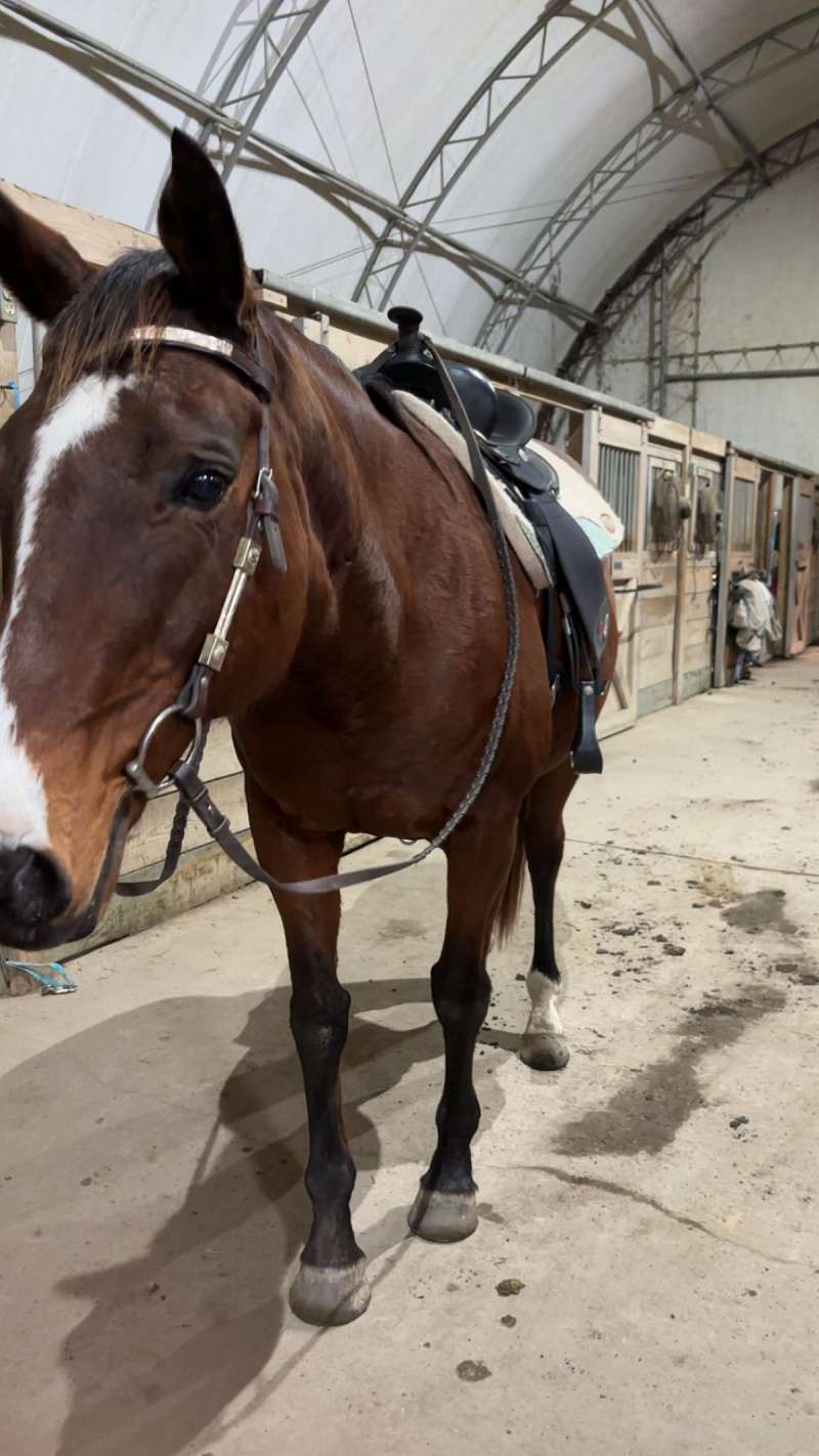 Reign- Versatile OTTB Mare