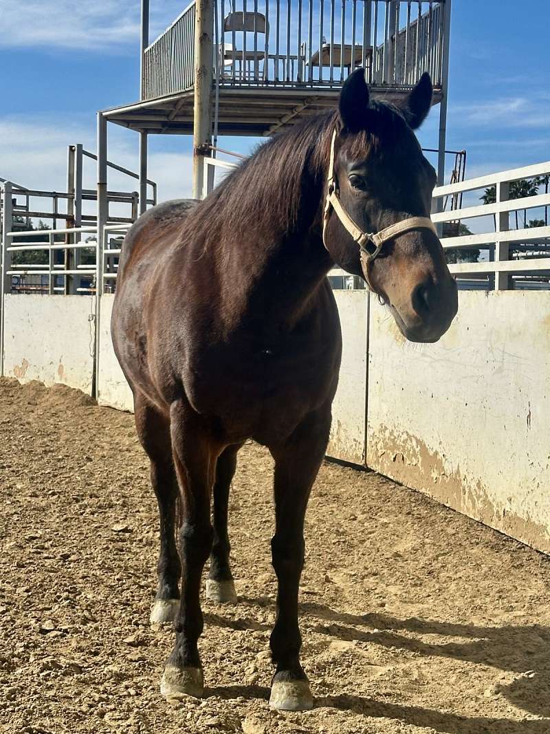 8 Year Old Bay Gelding Smart, Responsive, and Ready to Go