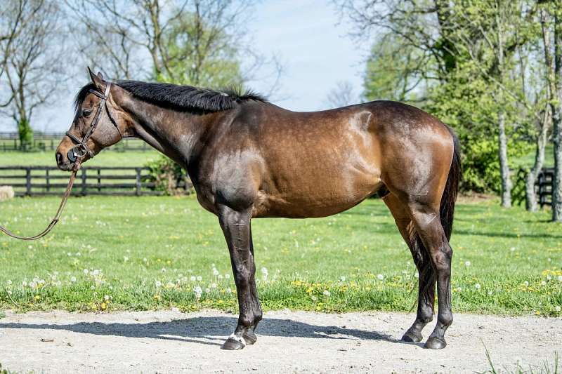 Thoroughbred Gelding - Lease Optional