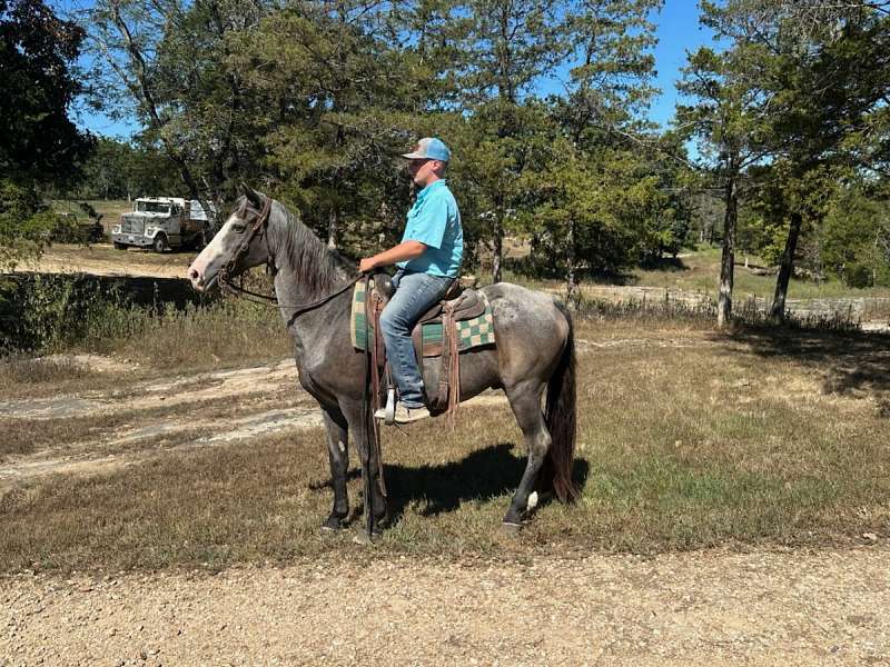 Bay Roan Fox Trotter Gelding Broke to Ride - Bobby