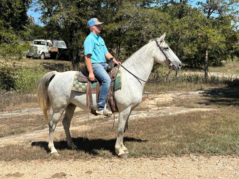 Nice Stout Fox Trotter Mare Broke to Ride - Casey