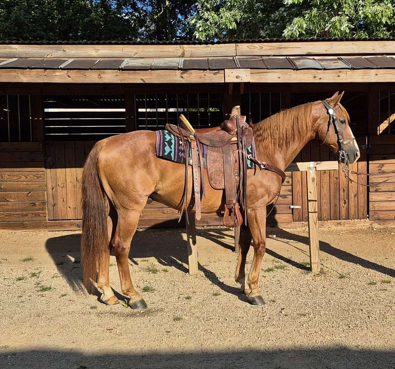 17 Year Old Quarter Horse Gelding