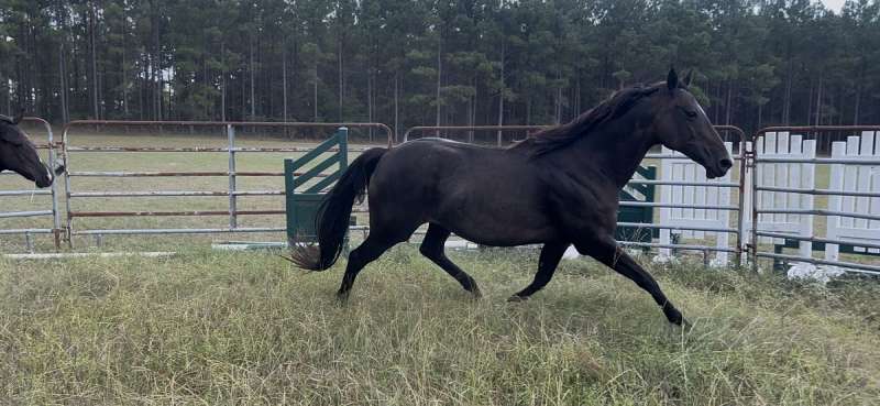 Hayley, Appendix Mare