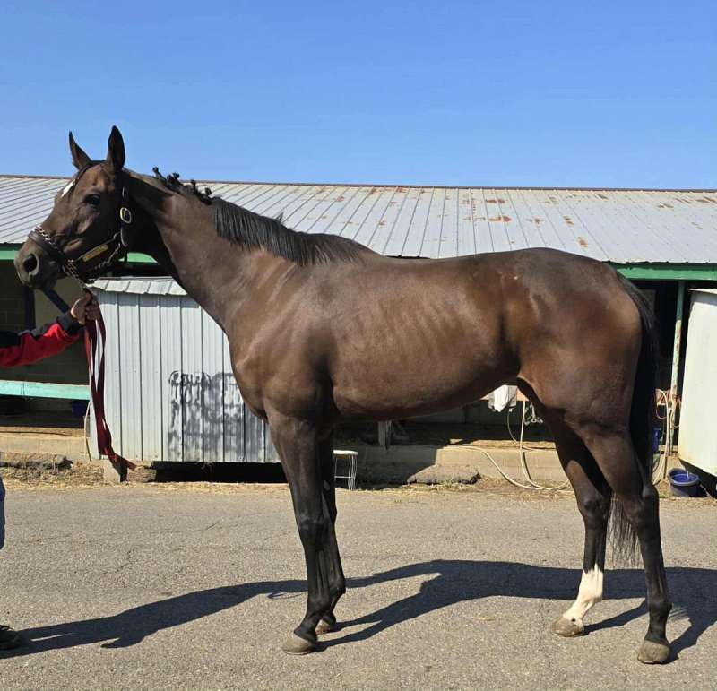 By Broodmare Sire of 2 Stake Horses Sat. 9/13/25...