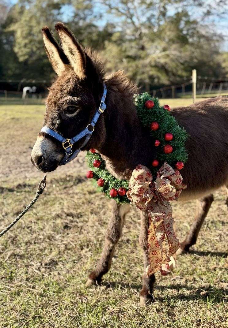 Standard Donkeys for Sale