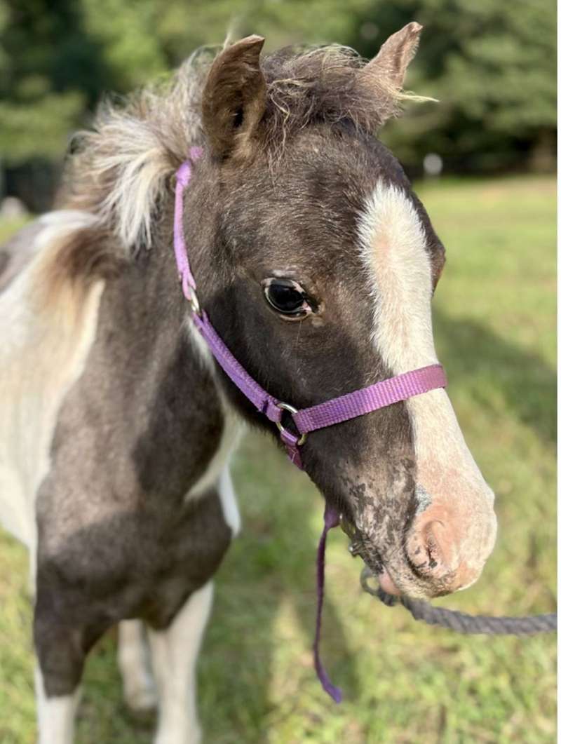 Pintaloosa Filly