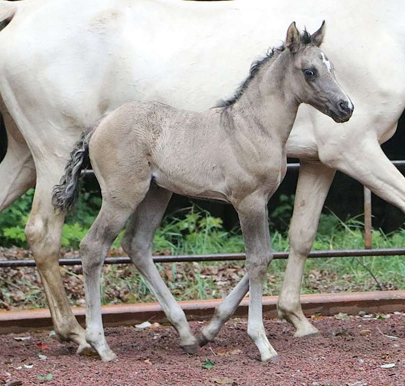 Gorgeous Smokey Grulla Morgan Filly