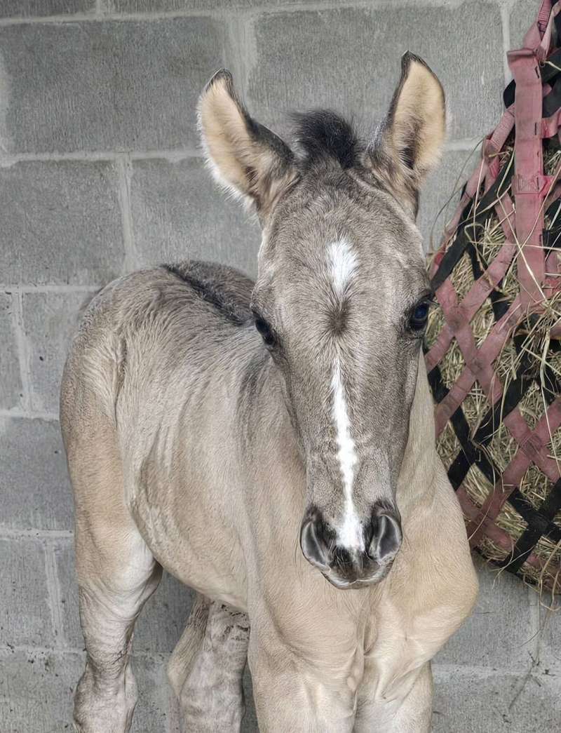 Fancy Grulla Morgan Filly! Tall Performance Bred Prospect.
