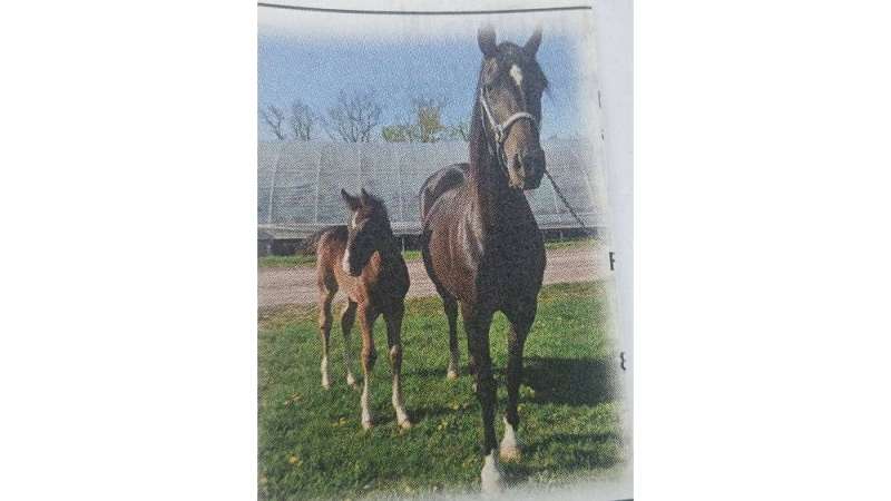 14-Year-Old Morgan Broodmare in Foal to Standardbred