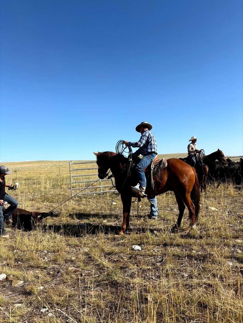 8 Year Old Registered Sorrel Gelding