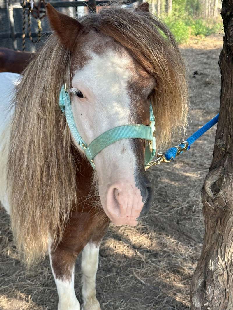 Sierra- Red and White Roan Mini