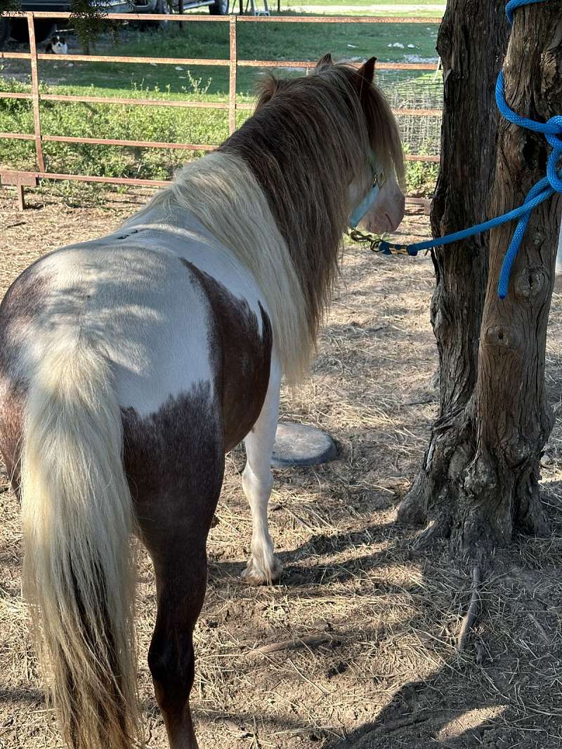Sierra- Red and White Roan Mini