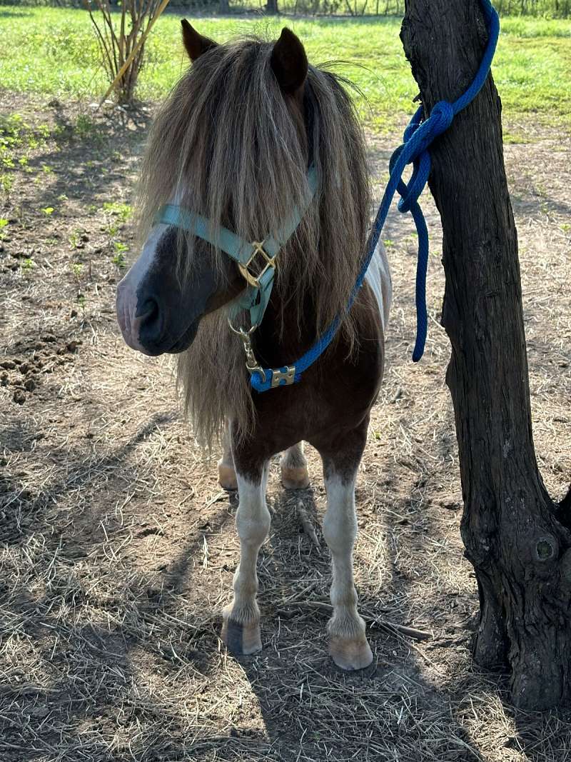 Sierra- Red and White Roan Mini