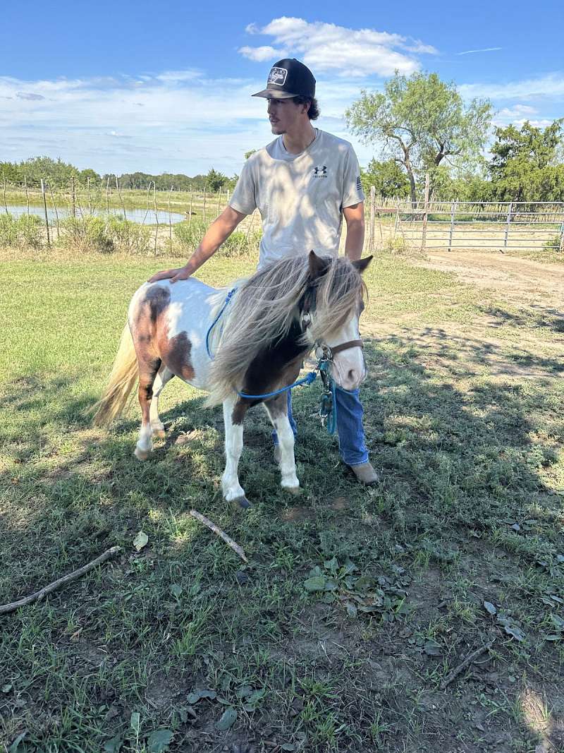 Sierra- Red and White Roan Mini