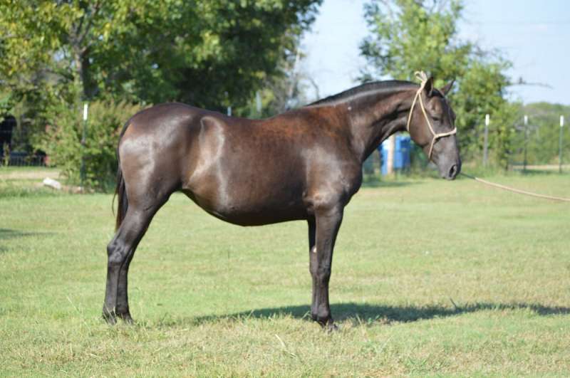 Beautiful ANCCE Mare Infoal Carries Cream and Red