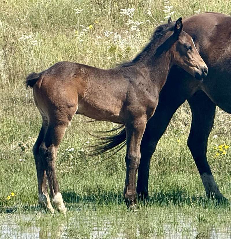 Exceptional Draft Cross Filly