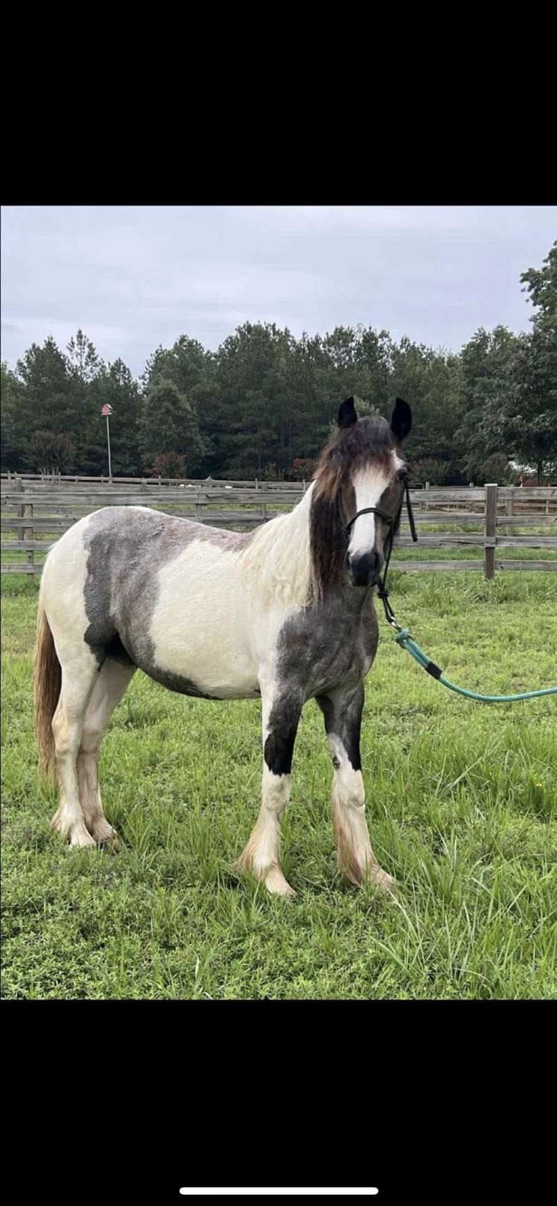 Gorgeous Blue Roan Tobiano in South Carolina