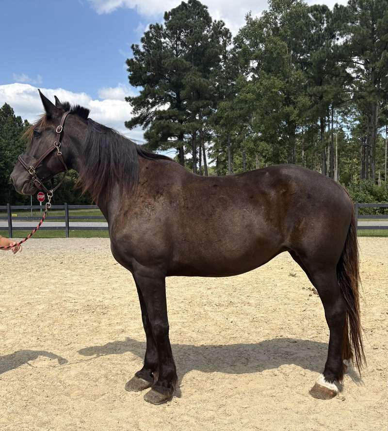 Black Percheron Cross