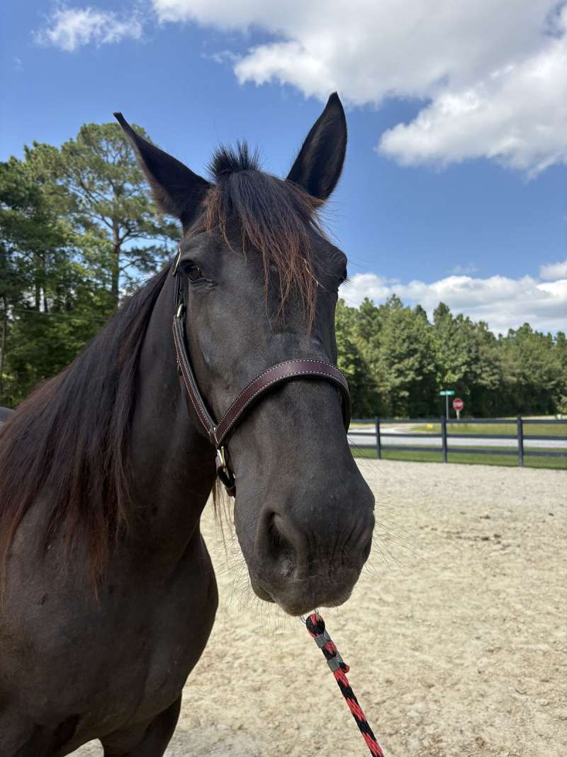 Black Percheron Cross