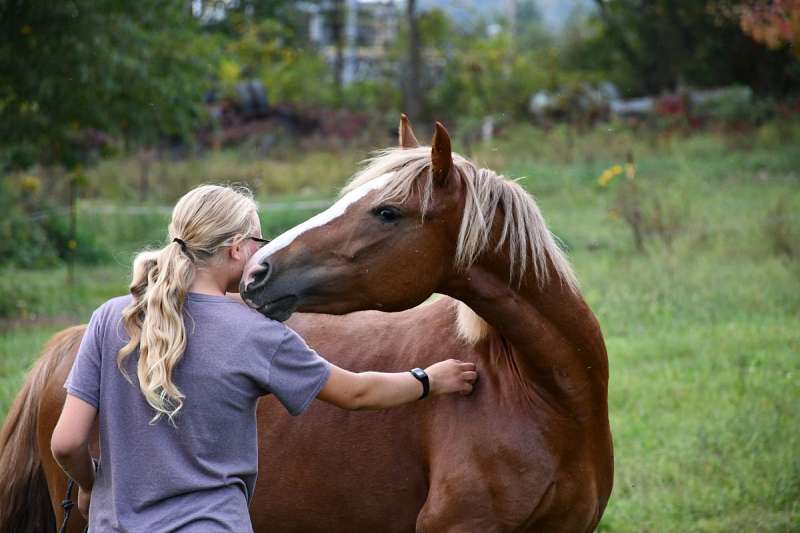 Horses for Sale in Wisconsin
