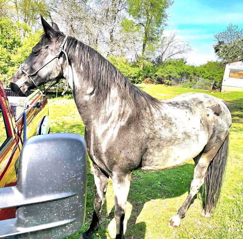 10 Yr Old Registered Blue Roan Gaited Trail Deluxe