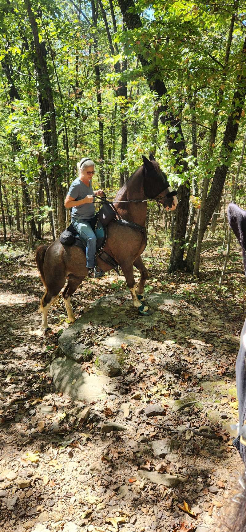 Chestnut Sabino TWH Gelding