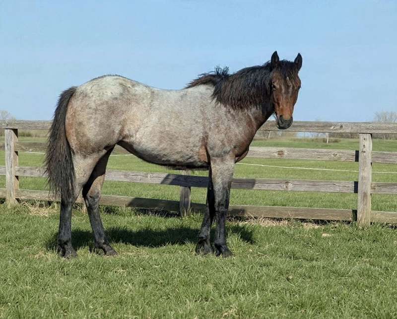 2025 Foundation Bred Bay Roan Filly