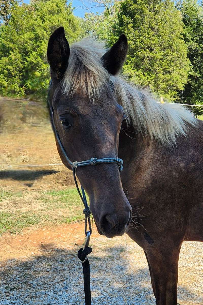 Weanling Chocolate With Flax Rocky Mountain Colt