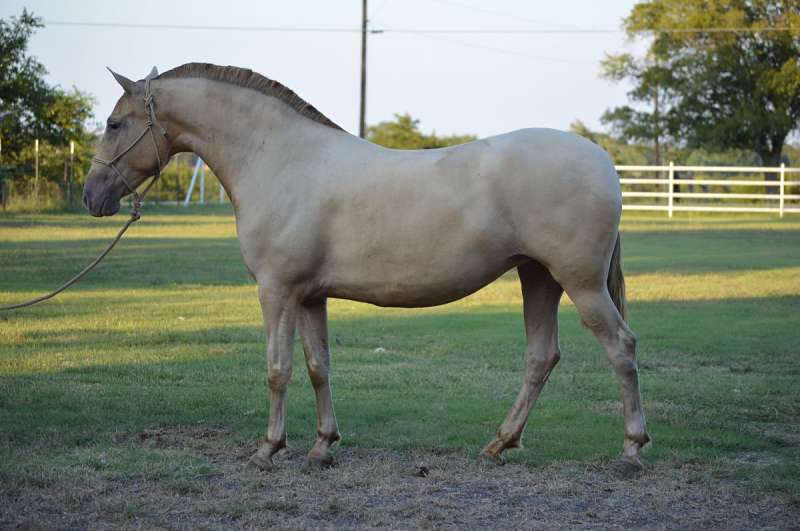 Stunning PRE Revised Double Pearl Mare