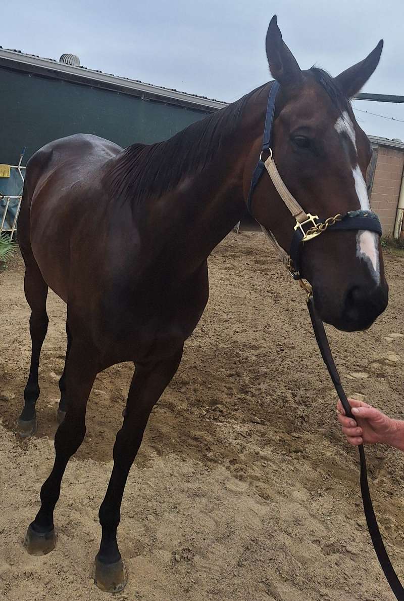5 Year Old 17 Hands Tall Thoroughbred Gelding