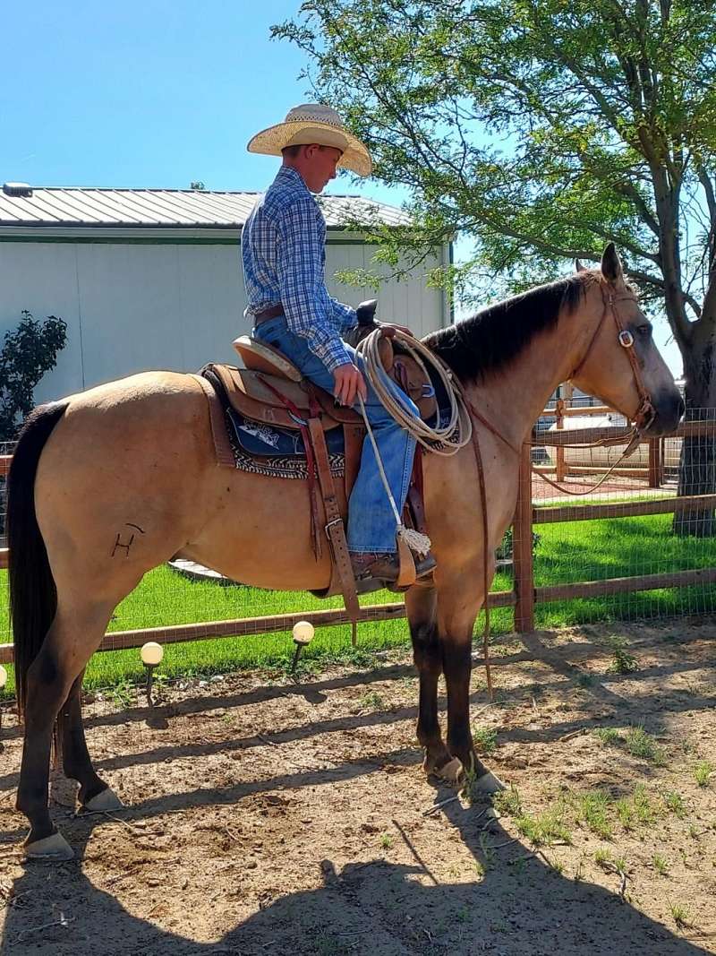 At Live Auction: Colorado Draft Horse & Equipment Auction * October 3 & 4